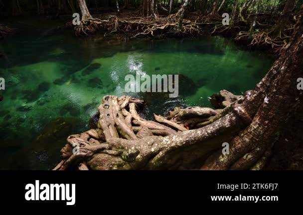 Tropical trees roots in swamp forest and crystal clear water stream ...