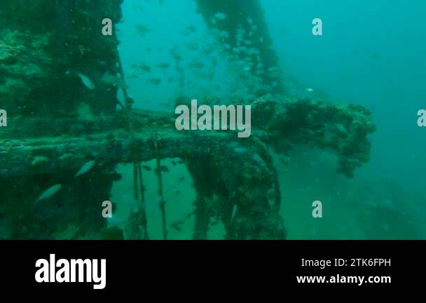 Glassfish yellow sweeper parapriacanthus ransonneti swimming on outside ...