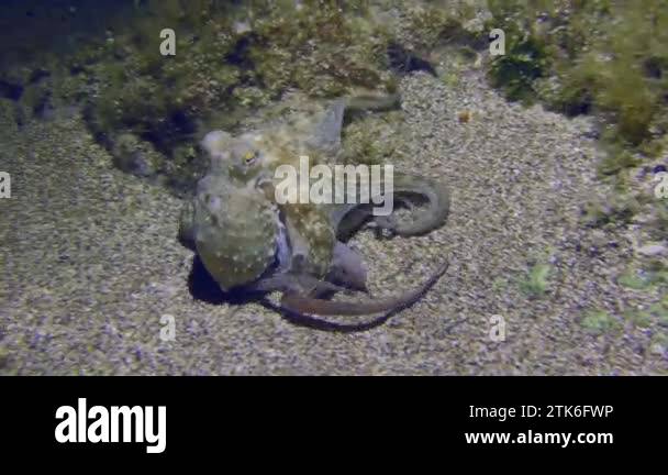 Underwater Scene: The camera follows the Common octopus (Octopus ...