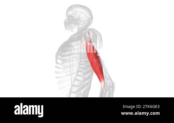 The biceps brachii (BB), commonly know as the biceps, is a large, thick ...