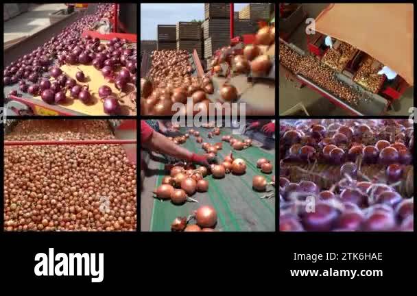 Onion Processing In Packing House Facility Prior Distribution To Market ...