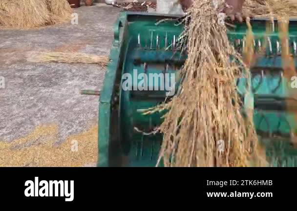 A farmer operates a paddy threshing machine. It is a foot-operated ...