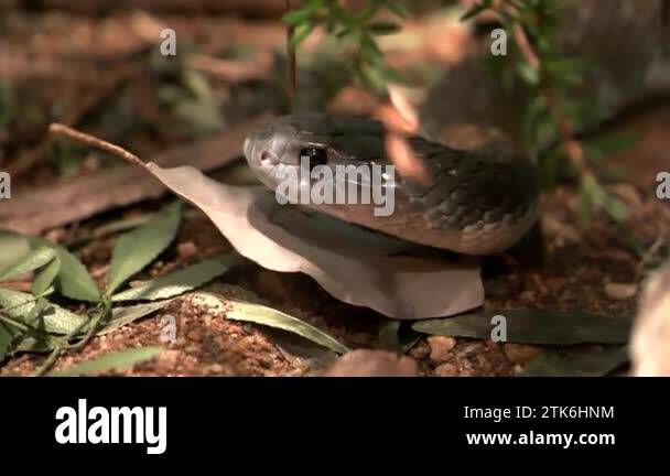 Close up venomous snakes Stock Videos & Footage - HD and 4K Video Clips ...