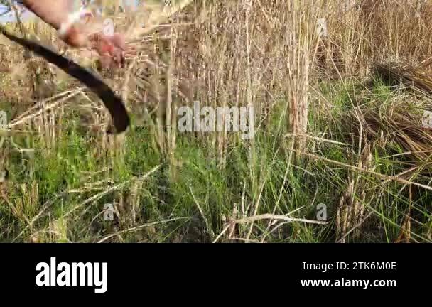 Indian women cutting rice plants with a sickle at harvest time. Hand of ...