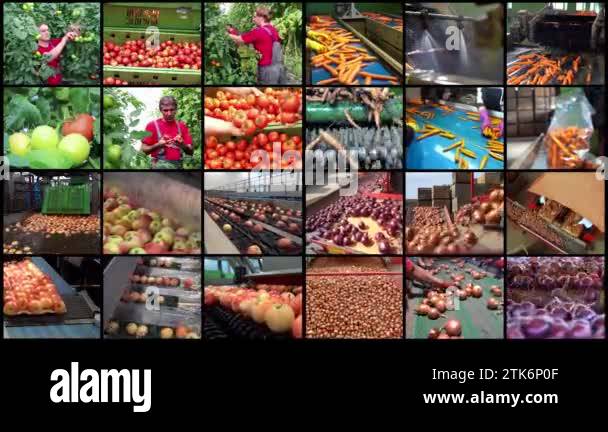 Food Production and Processing - Video Wall. Postharvest Handling of ...