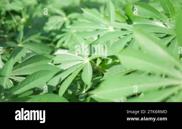 Cassava mandioa manioc tapioca Stock Videos & Footage - HD and 4K Video ...
