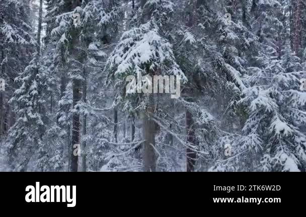 Drone flight in boreal spruce forest in winter. Flight along the tree from bottom to top. Cold ...