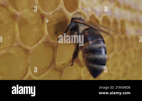 Bees family working on honeycomb in apiary. Life of Carniolan honey bee ...