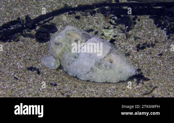 Common cuttlefish (Sepia officinalis) disguises itself on the sandy ...