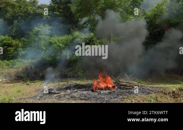 Destruction of jungle forest for farmland. Fire and smoke in the forest ...