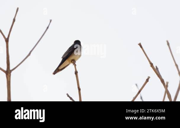 Southern rough winged swallow Stock Videos & Footage - HD and 4K Video ...