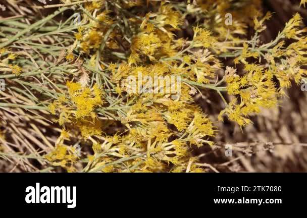 Rubber rabbitbrush Stock Videos & Footage - HD and 4K Video Clips - Alamy