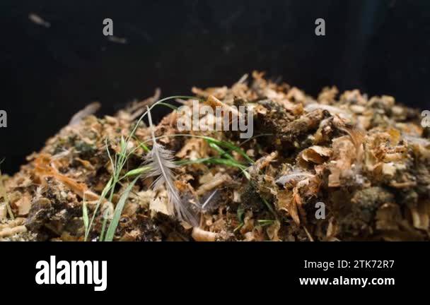 Bird droppings with sawdust close-up, smooth camera movement. Poultry ...