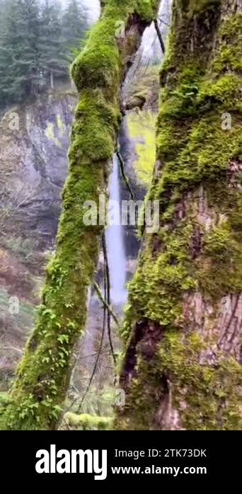 Forest cliff Stock Videos & Footage - HD and 4K Video Clips - Alamy