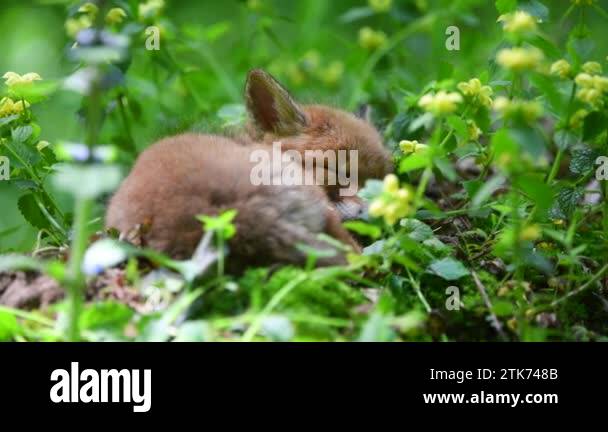 Little forest animals Stock Videos & Footage - HD and 4K Video Clips ...