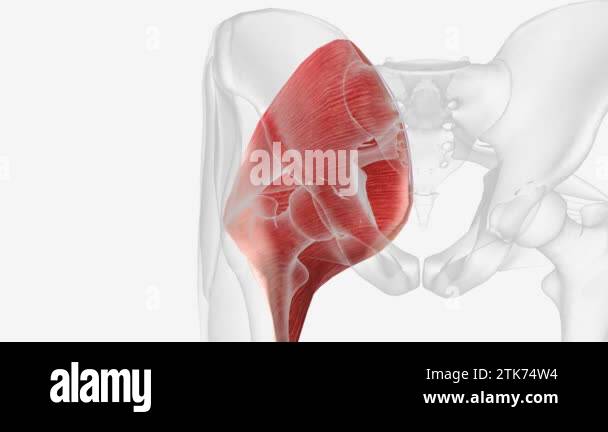 The gluteus maximus is the most superficial and largest of the three ...