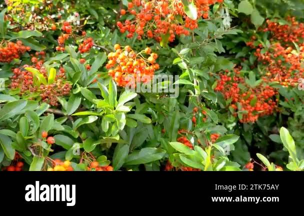 Family of rosaceae Stock Videos & Footage - HD and 4K Video Clips - Alamy