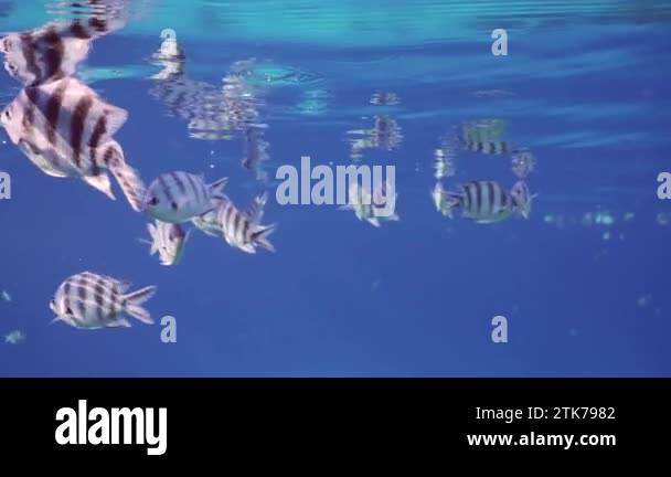 Slow motion, Shoal of Sergeant fish swim under surface and eats. school ...