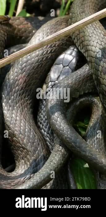 Vertical Screen: Big Snake in European Wildlife, Black Snakeskin ...
