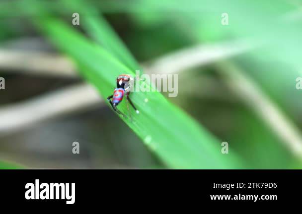 a male maratus splendens spider signals a female by raising his leg. M ...