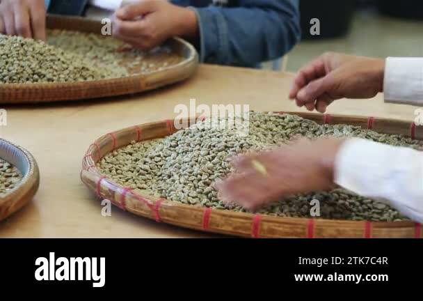 Workers sorting coffee beans Stock Videos & Footage - HD and 4K Video ...