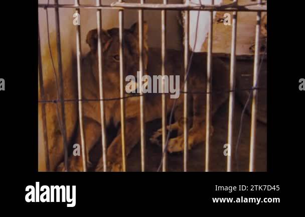 Cage scene Stock Videos & Footage - HD and 4K Video Clips - Alamy