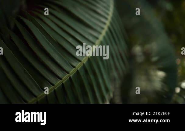 Green tropical plant sunbeam Stock Videos & Footage - HD and 4K Video ...