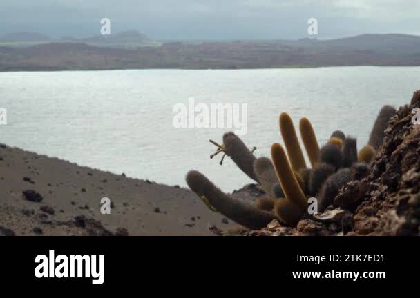 sharp cliffs of the volcanic landscape of Bartolome Island with famous ...
