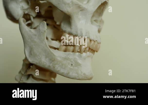 An educational model of the human skeleton demonstrated in a science ...