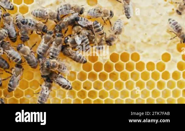 Bees family working on honeycomb in apiary. Life of Carniolan honey bee ...