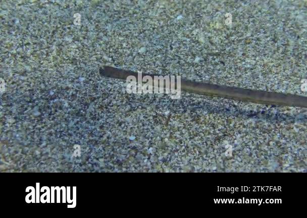 Deep snouted pipefish Stock Videos & Footage - HD and 4K Video Clips ...