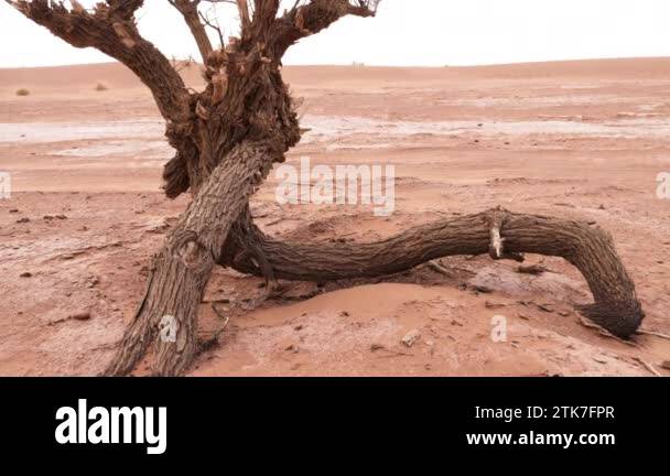 Tamarisk tree in the Sahara desert of South Morocco. Dry, arid desert ...