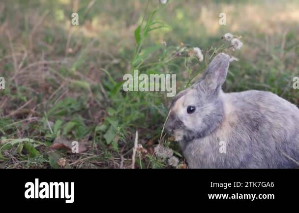 Cute fluffy gray rabbit with big ears mustache green grass. colorful ...