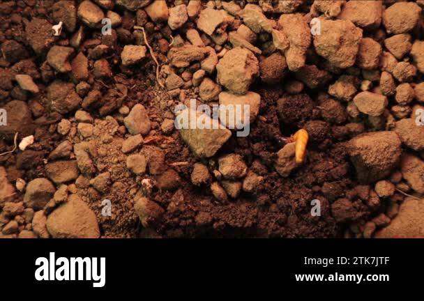 Worm eating snakes Stock Videos & Footage - HD and 4K Video Clips - Alamy