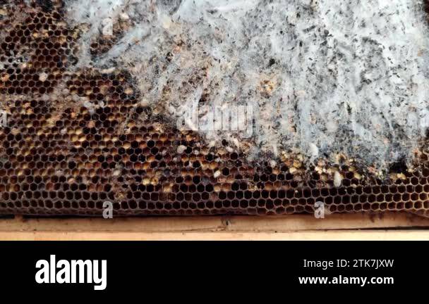 Big and small larvas of wax moth raising in old honeycombs,close up life of Galleriini ...