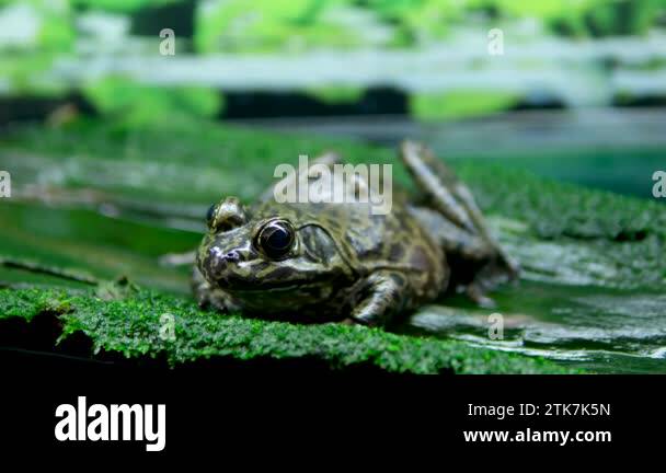 African Bullfrog Mating On Water frog in aquarium transparent water ...