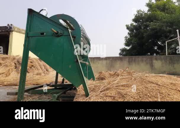 A farmer operates a paddy threshing machine. It is a foot-operated ...