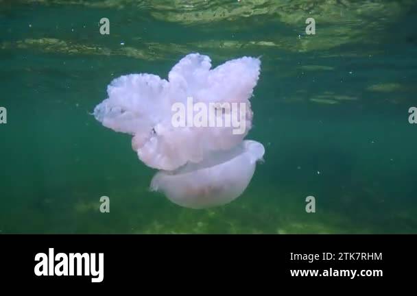Octopus jellyfish Stock Videos & Footage - HD and 4K Video Clips - Alamy