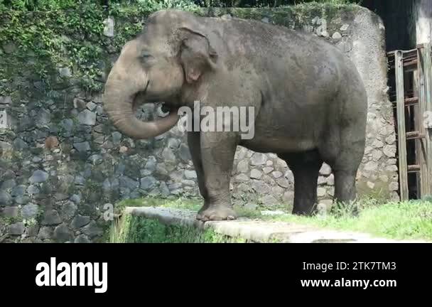 This is photo of Sumatran elephant (Elephas maximus sumatranus) in the ...