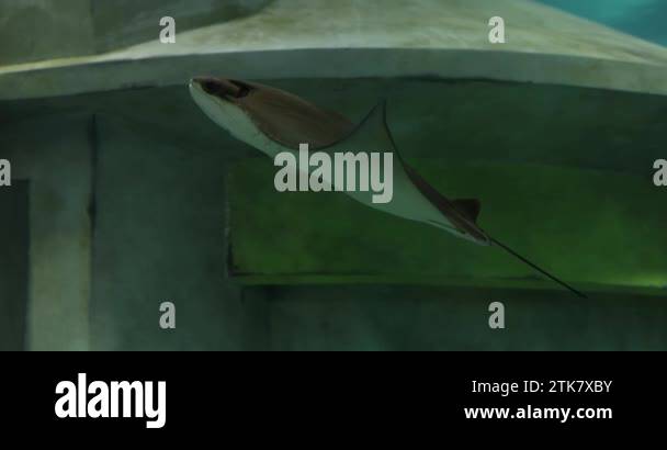 Stingray moves through azure sea in wave-like movements with large ...