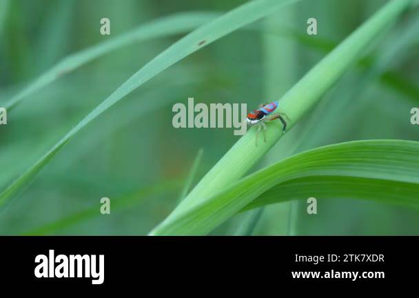 high frame rate clip of a male maratus splendens spider on a stalk of ...