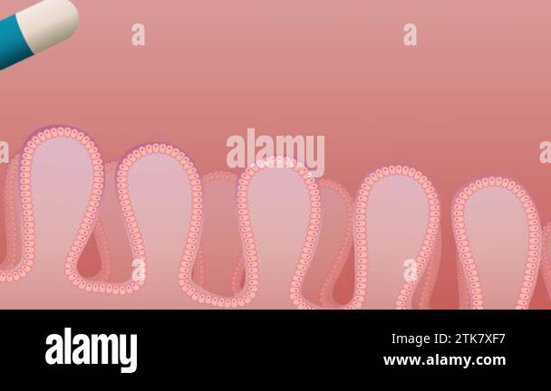 This 2d animation shows the intestinal absorption of drug Stock Video ...