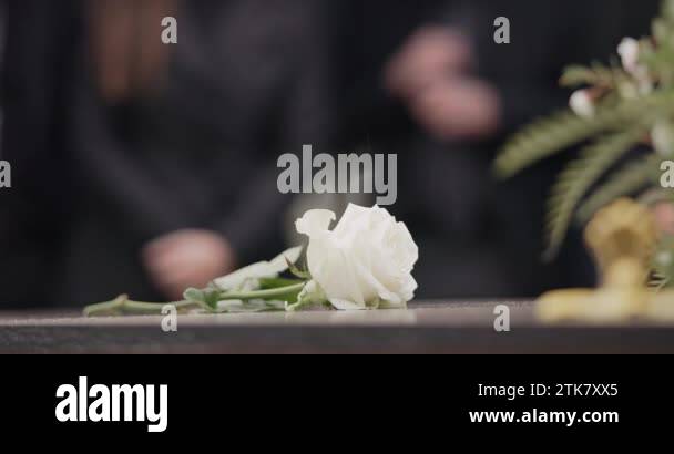 Funeral, rose and flower on coffin in cemetery for outdoor burial ...
