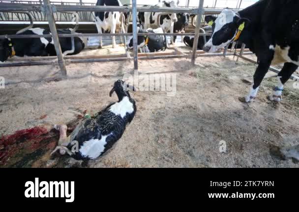 Dairy calf pen Stock Videos & Footage - HD and 4K Video Clips - Alamy