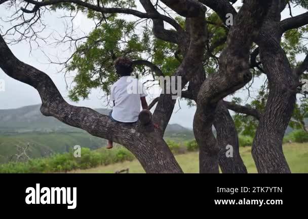Young boy sitting in tree Stock Videos & Footage - HD and 4K Video ...