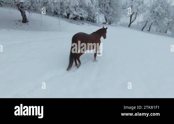 Snowfall on chestnut walk Stock Videos & Footage - HD and 4K Video ...