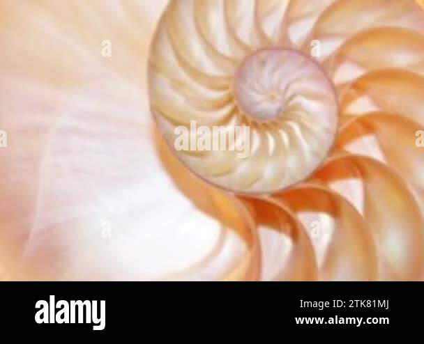 shell fibonacci shell of nautilus shell stock coral Fibonacci bokeh footage video clip turning ...