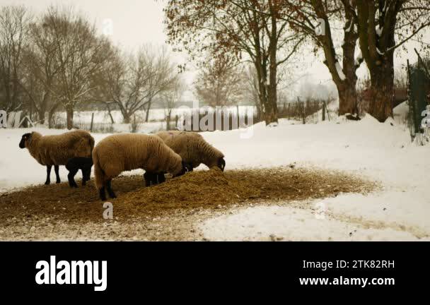 Traditional british farming Stock Videos & Footage - HD and 4K Video ...