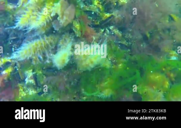 Obelia hydroid polyps and green algae on rocks at the bottom in the ...