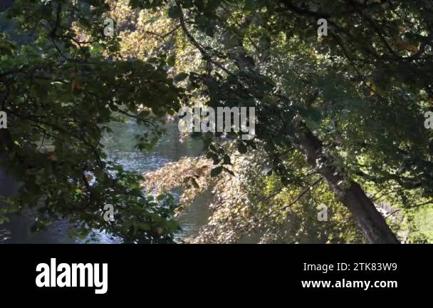 Deciduous tree branches in a shady environment in a park at the water ...